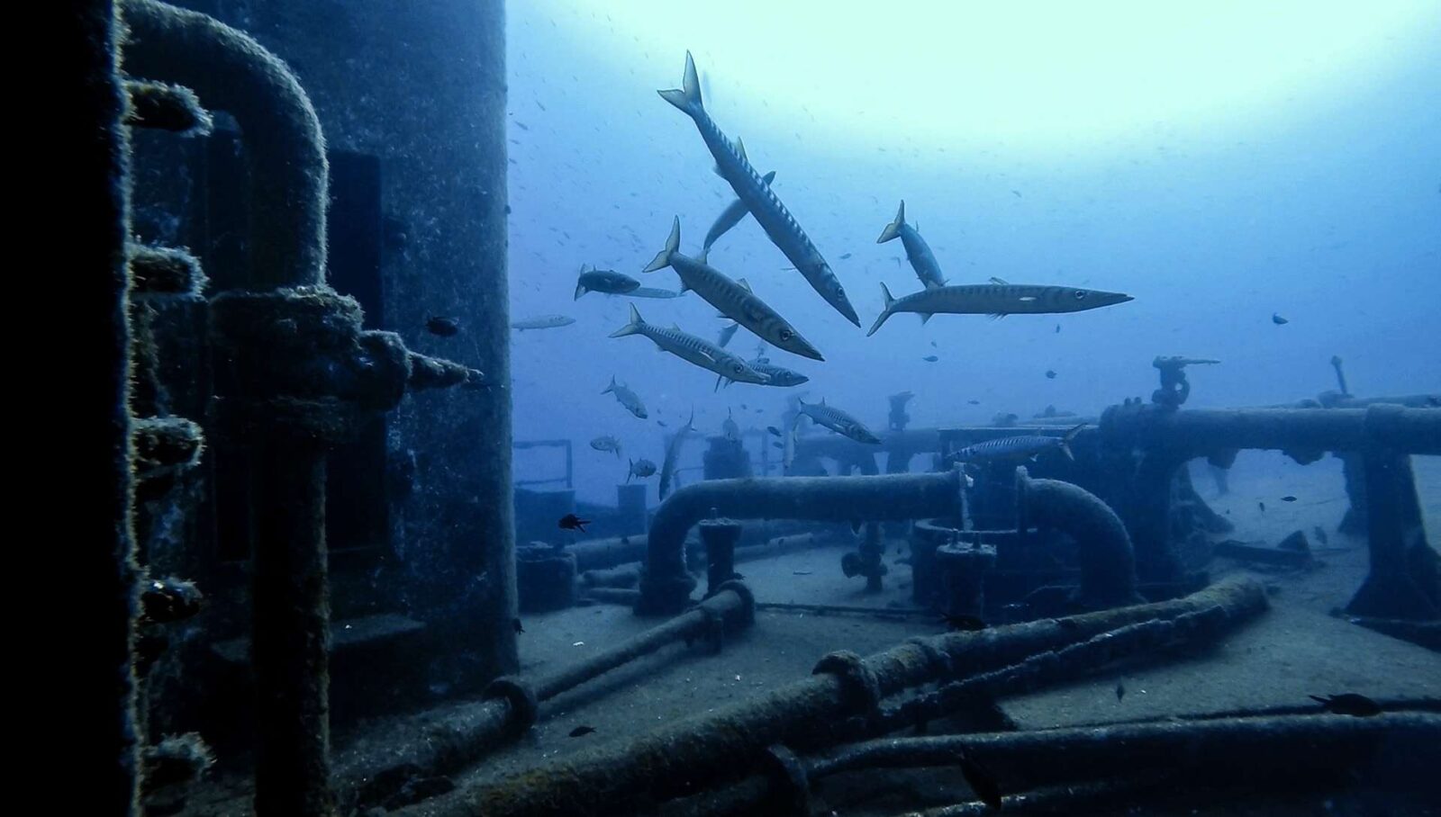 Dive Into Malta’s Underwater World | Bluewaves Watersports Malta