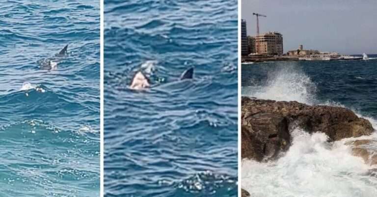 Sharks In Malta | Bluewaves Watersports Malta