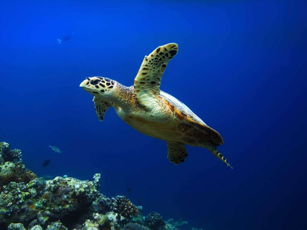 Turtles In Malta | Bluewaves Watersports Malta